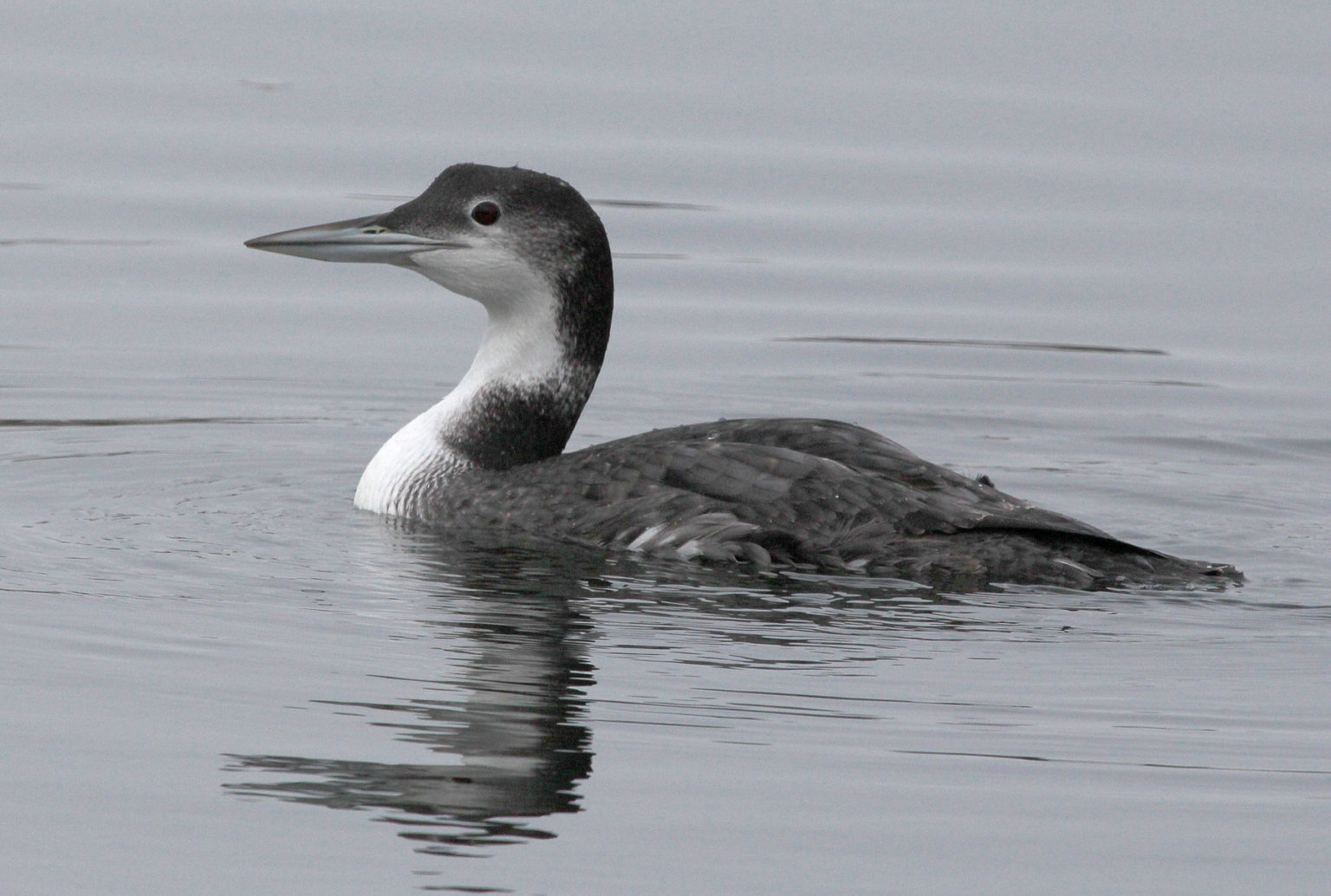 Loons In Winter - Ossipee Lake Alliance