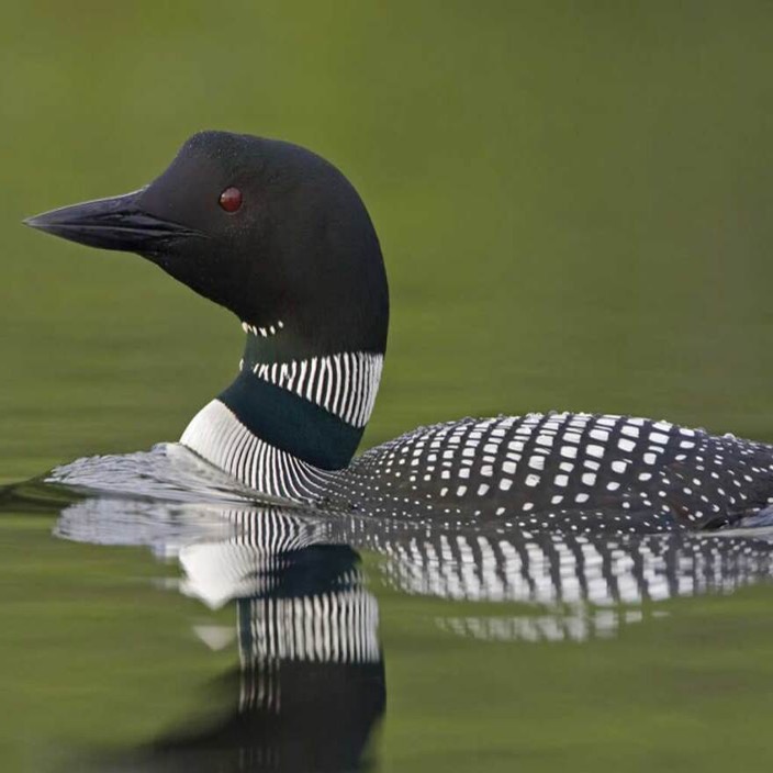 Loon Preservation Committee and Biologists Coming to Ossipee Lake ...